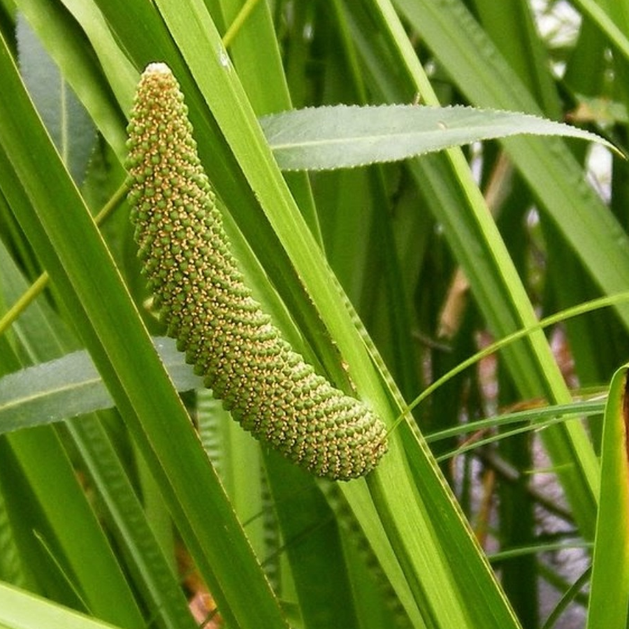 Aceite esencial de Cálamo - Alkimya